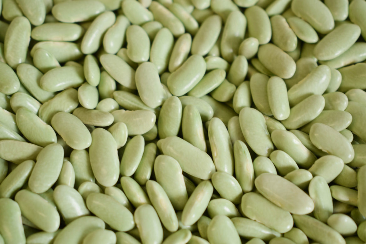 Faba verdina a granel - Terras da Mariña S. Coop. Galega